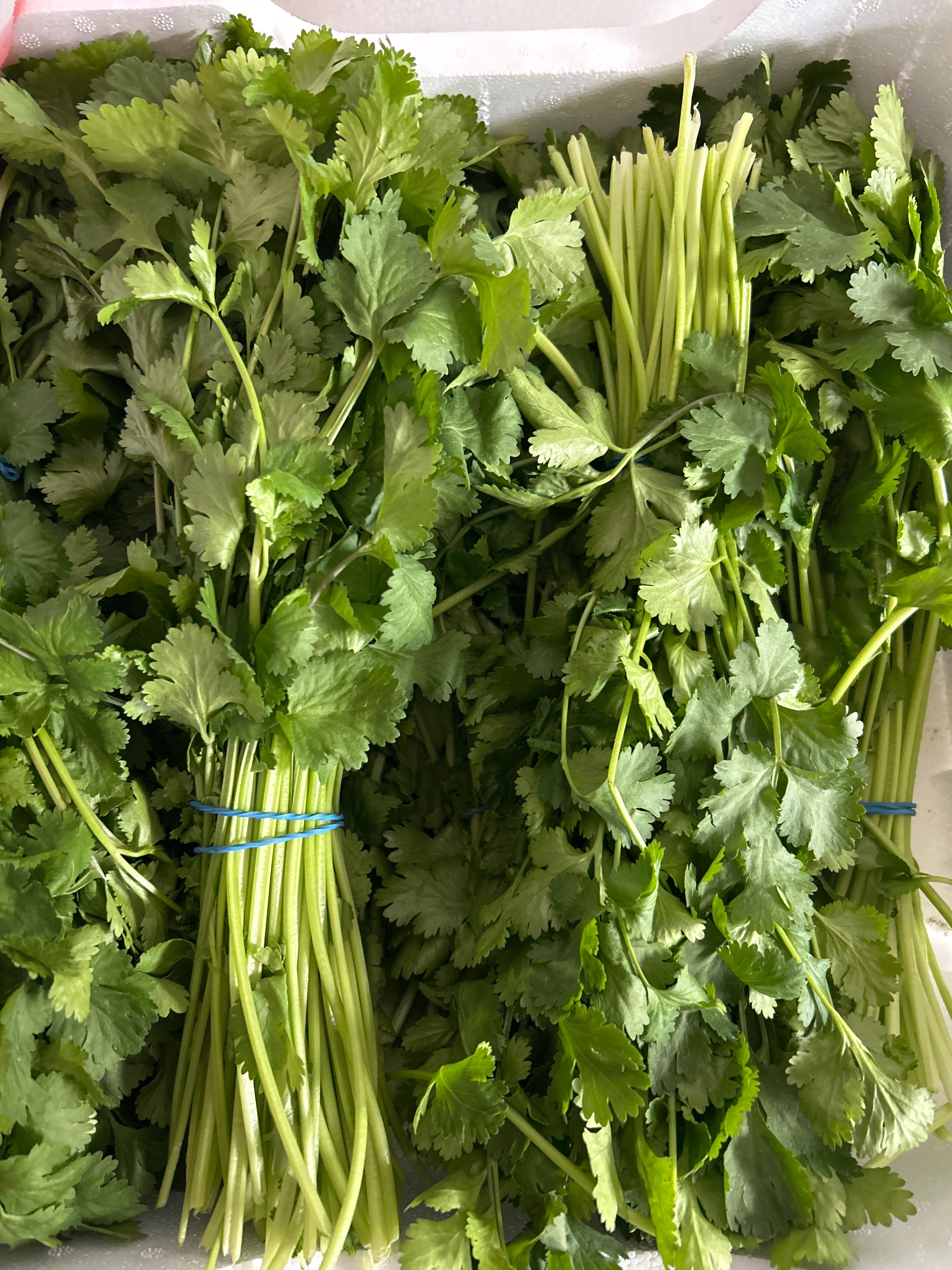 Fresh Coriander (Dhaniya) – Aromatic Green Leaves – Mini India Grocery